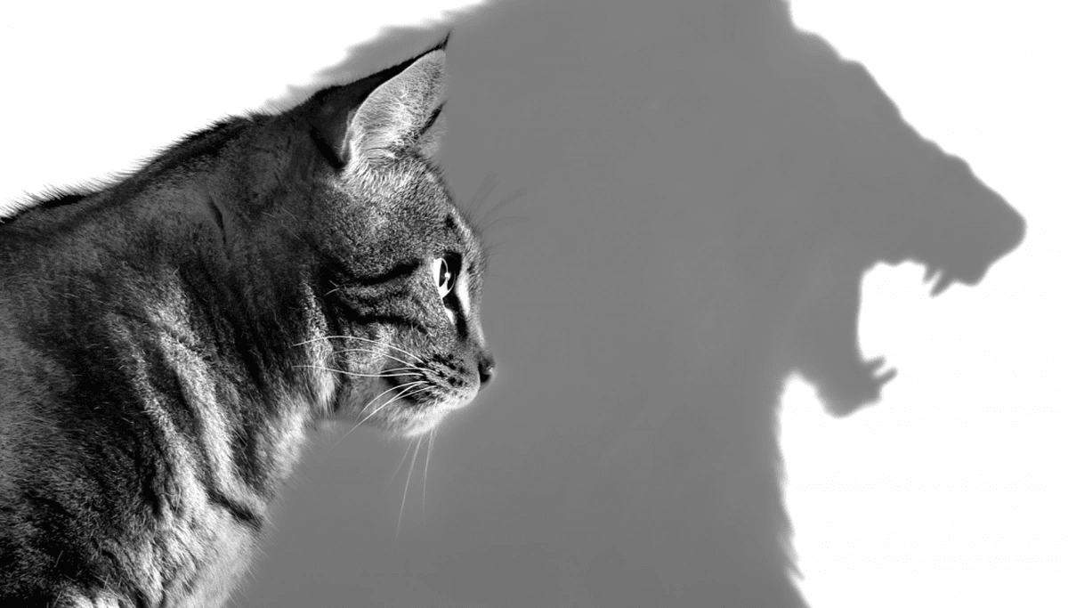 The Carnivorous Cat and the Role of Nutrition in Managing